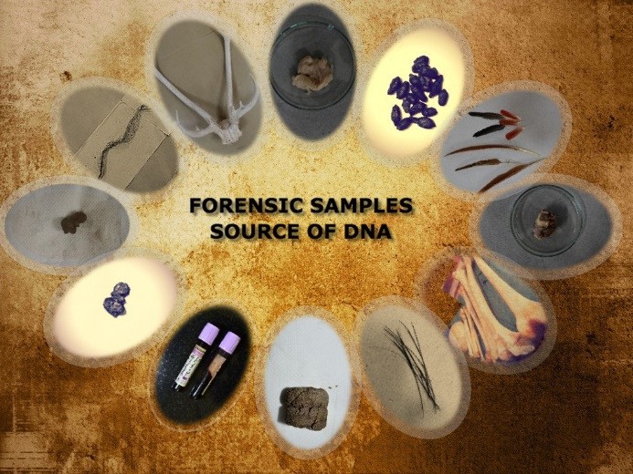 உயர்நிலை வன உயிரினப் பாதுகாப்பு நிறுவனம்