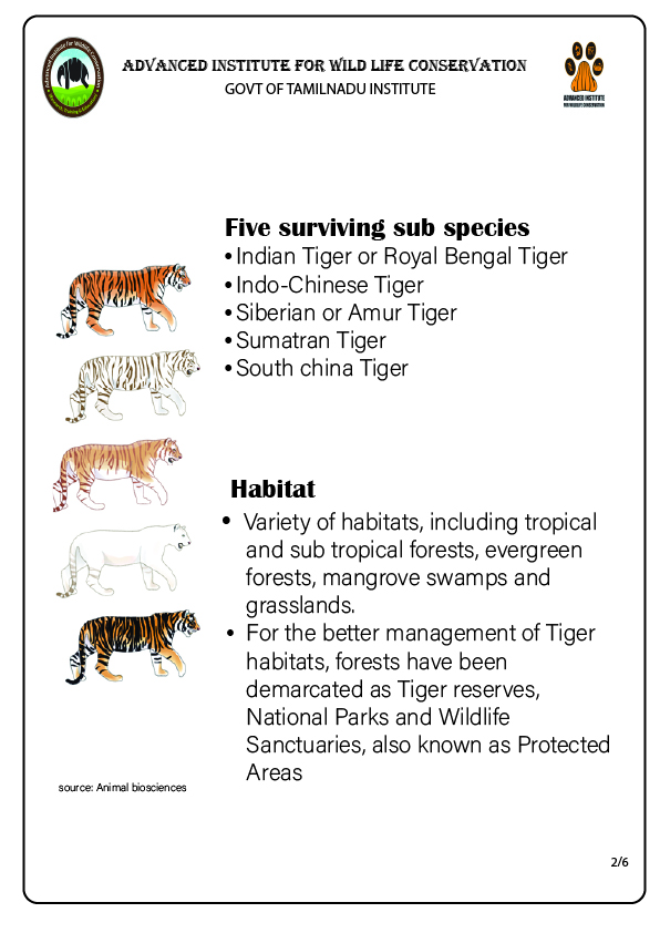GLOBAL TIGER DAY - 29TH JULY 2020